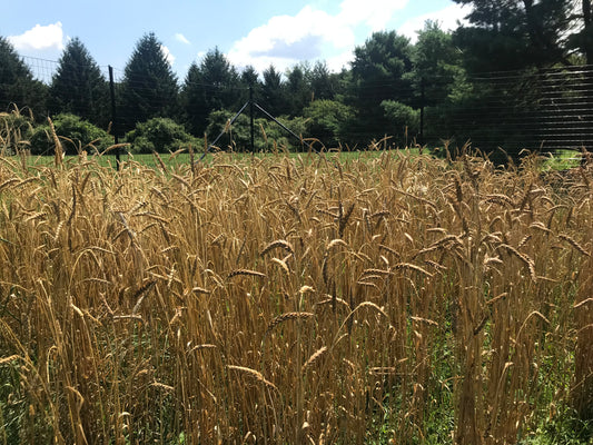 Brooklyn Granary & Mill – Brooklyn Granary & Mill