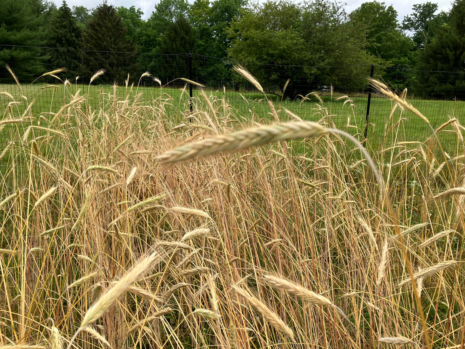 Brooklyn Granary & Mill – Brooklyn Granary & Mill