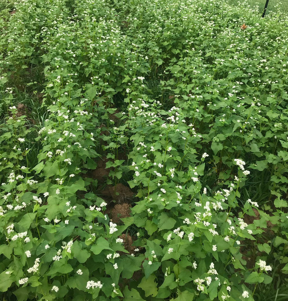 Buckwheat - Farm: Hudson Valley Hops & Grains – Brooklyn Granary & Mill